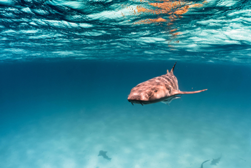 30 Epic Vacation Spots Where You Can Dive with Sharks - Best ...